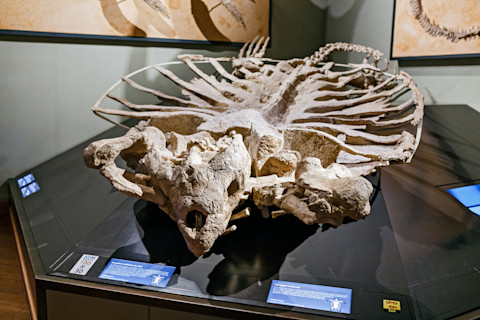 The 5 Biggest, Ancient Turtles That Ever Lived Were Among the Dinosaurs ...