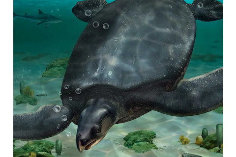 The 5 Biggest, Ancient Turtles That Ever Lived Were Among the Dinosaurs ...