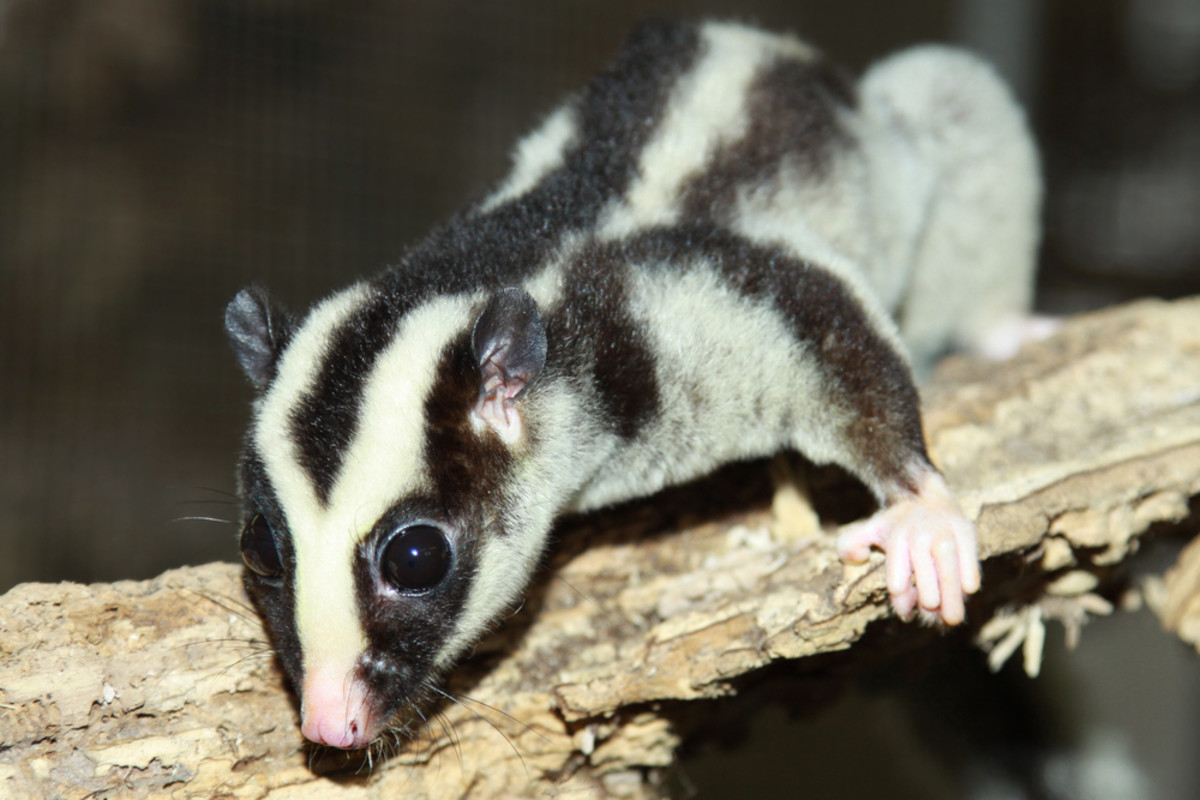 The Striped Possum May Be One Of Australia's Best Hide-and-Seek Champs ...