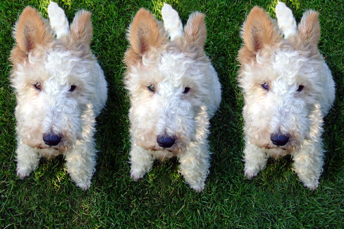 Just Because You Can Clone Your Dog, Doesn’t Mean They Will Be The Same ...