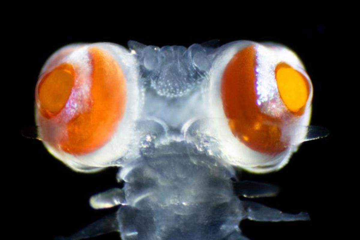Jeepers, Creepers, This Tiny Worm Sports Enormous Peepers | Discover ...