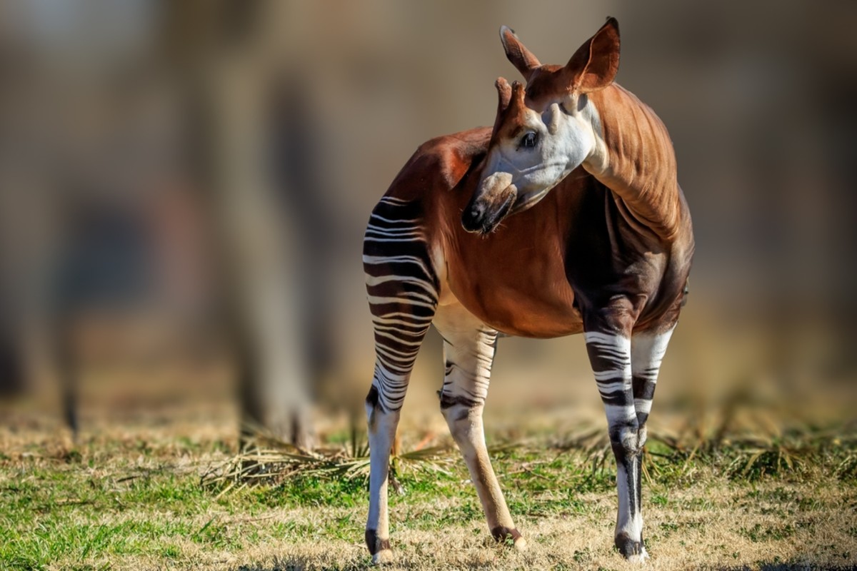 7 Things You’ll Want To Know About the Elusive Okapi | Discover Magazine
