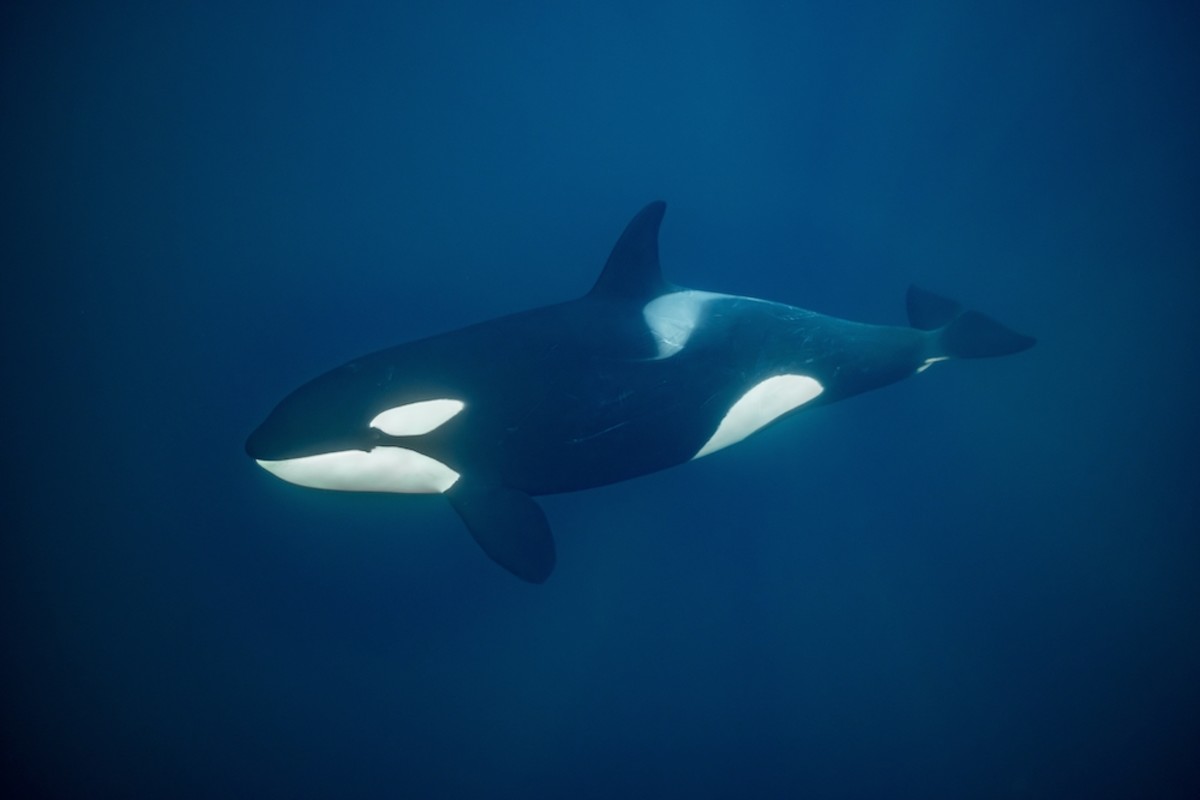 Orca’s Signature Black and White Patterns Help Them Hunt and Hide ...