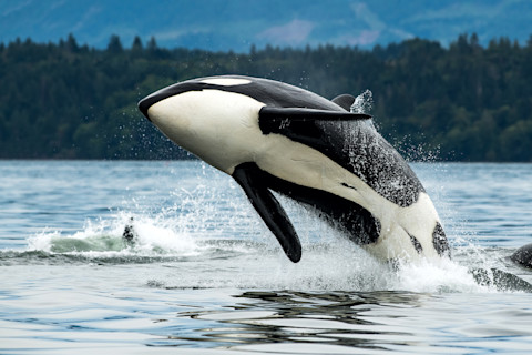 Orca’s Signature Black and White Patterns Help Them Hunt and Hide ...