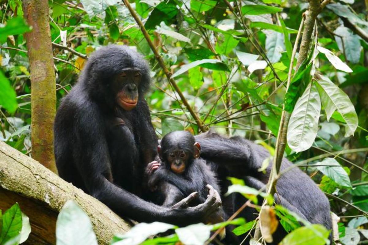 Study Alters Bonobos’ Reputation as the ‘Make Love not War’ Ape | Discover Magazine