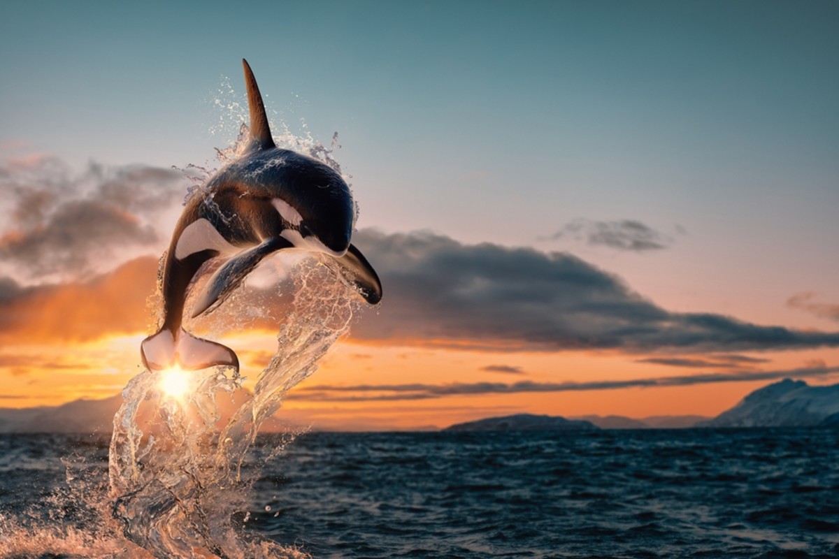 Orcas May be Smarter Than You Think, Here's What to Know About Their ...