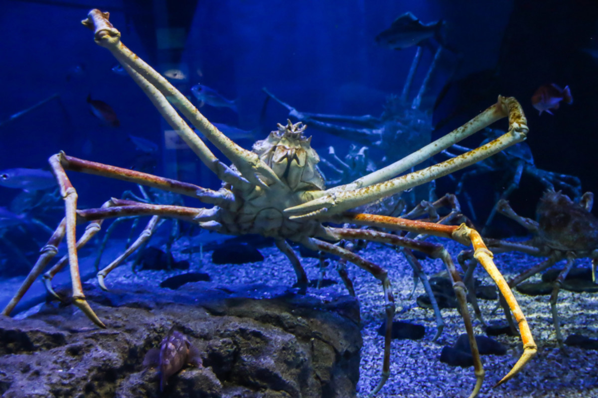40-Foot-Long Giant Squids Dwarf Life on Land Because of Deep-Sea ...