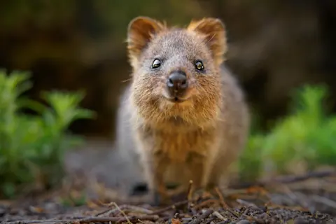 Meet the Adorable Quokka, Known as the 'Happiest Animal on Earth ...