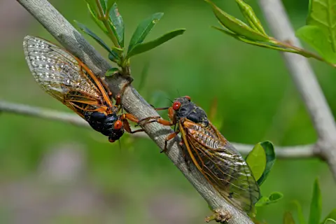 The 2024 Cicada Emergence Is Coming, Here’s Everything to Know ...