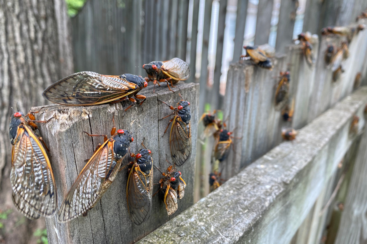 The Cicada Emergence Is Likely Unavoidable, But There Are No Real ...