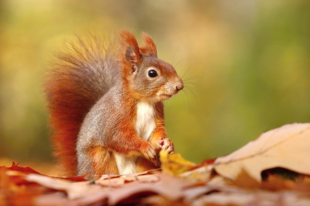 Medieval Squirrels Served as First Ancient Hosts of Leprosy | Discover ...