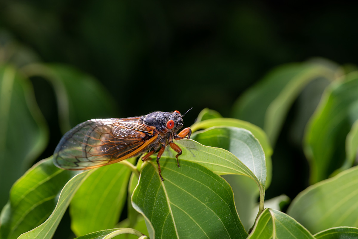 From Orange-Spotted to Striped, There Are 7 Different Cicada Species ...