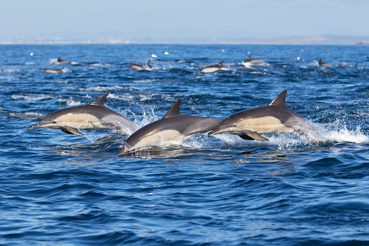 Much Like Humans, Dolphin Pods Have Complex Social Structures ...