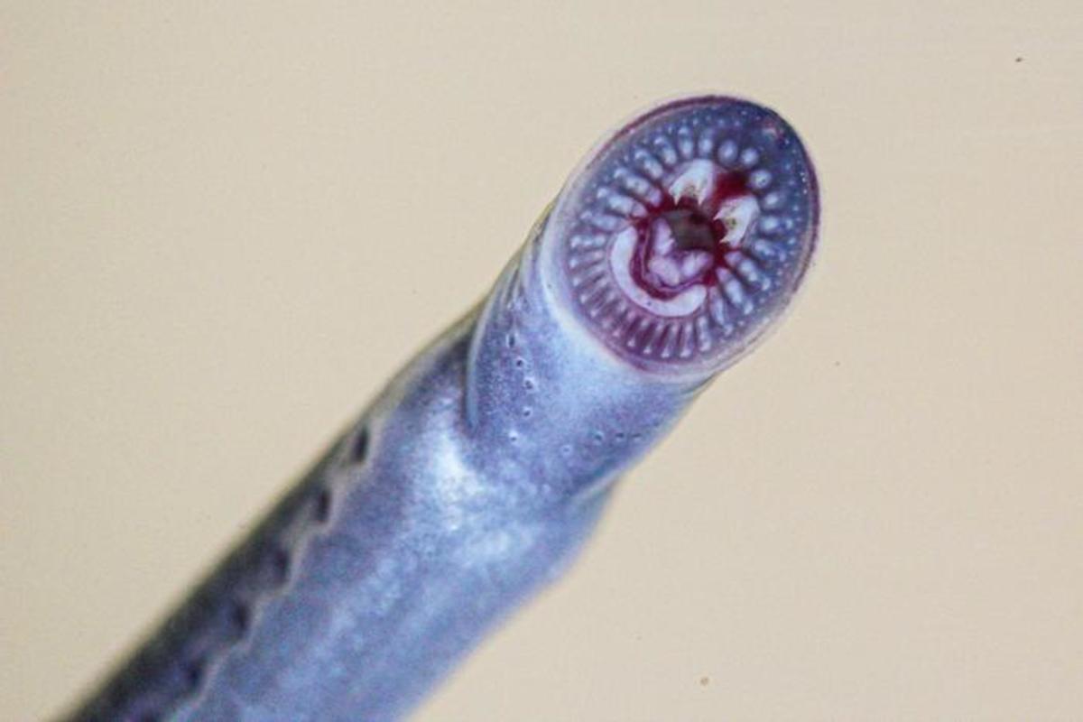 Rare and Endangered, These Non-Parasitic Lampreys Are Far From Home ...
