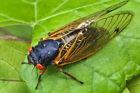 Cicadas Can Get as Loud as a Motorcycle, so Here's How to Handle the ...