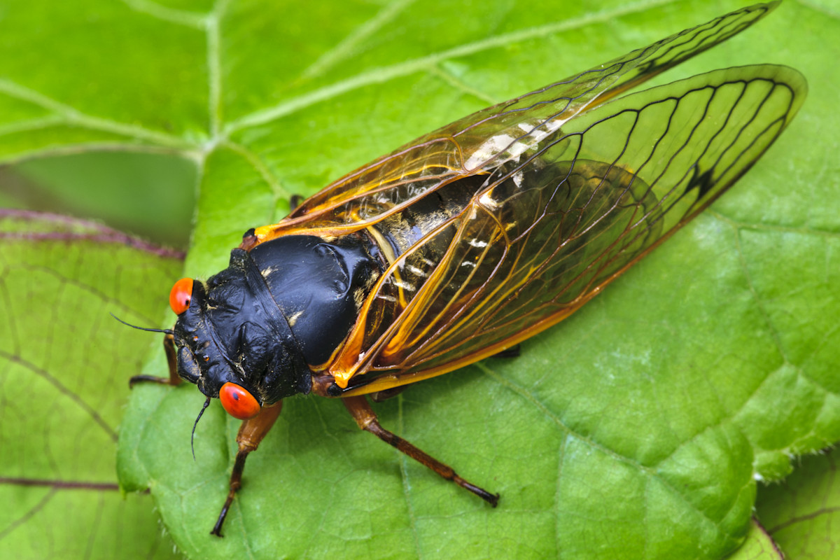 Cicadas Can Get as Loud as a Motorcycle, so Here's How to Handle the ...