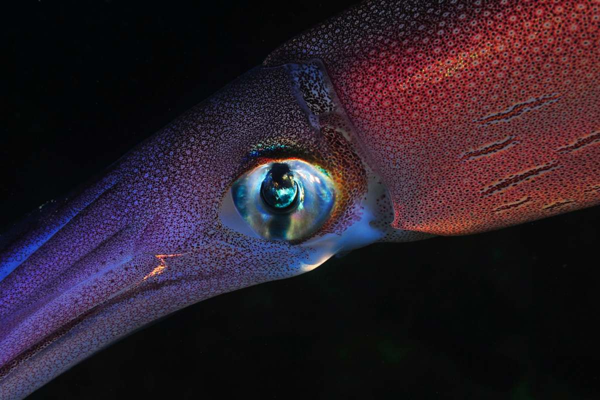 How the Squid Eye Mastered Sight in the Deep Ocean Through Evolution | Discover Magazine