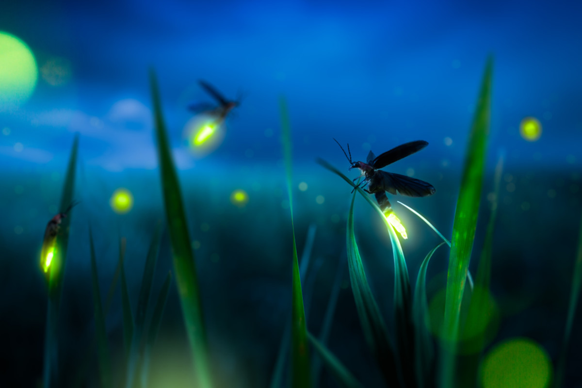Are We Really the Last Generation to Enjoy Twinkling Fireflies in the ...