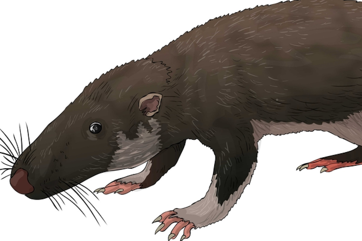Was the First Mammal to Live on Earth the Morganucodon or Brasilodon? Experts Still Debate ...