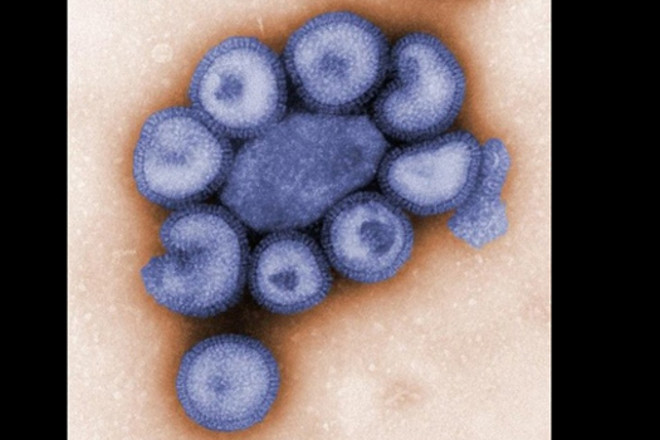 Cool Killers: The Beauty of Deadly Pathogens | Discover Magazine