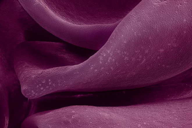 Under Microscope, Veggies Become Landscapes | Discover Magazine