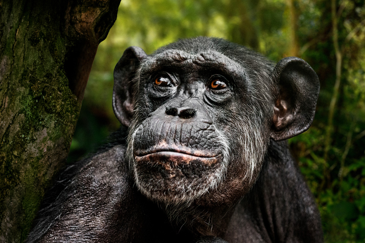 What Are the Smartest Primates? | Discover Magazine