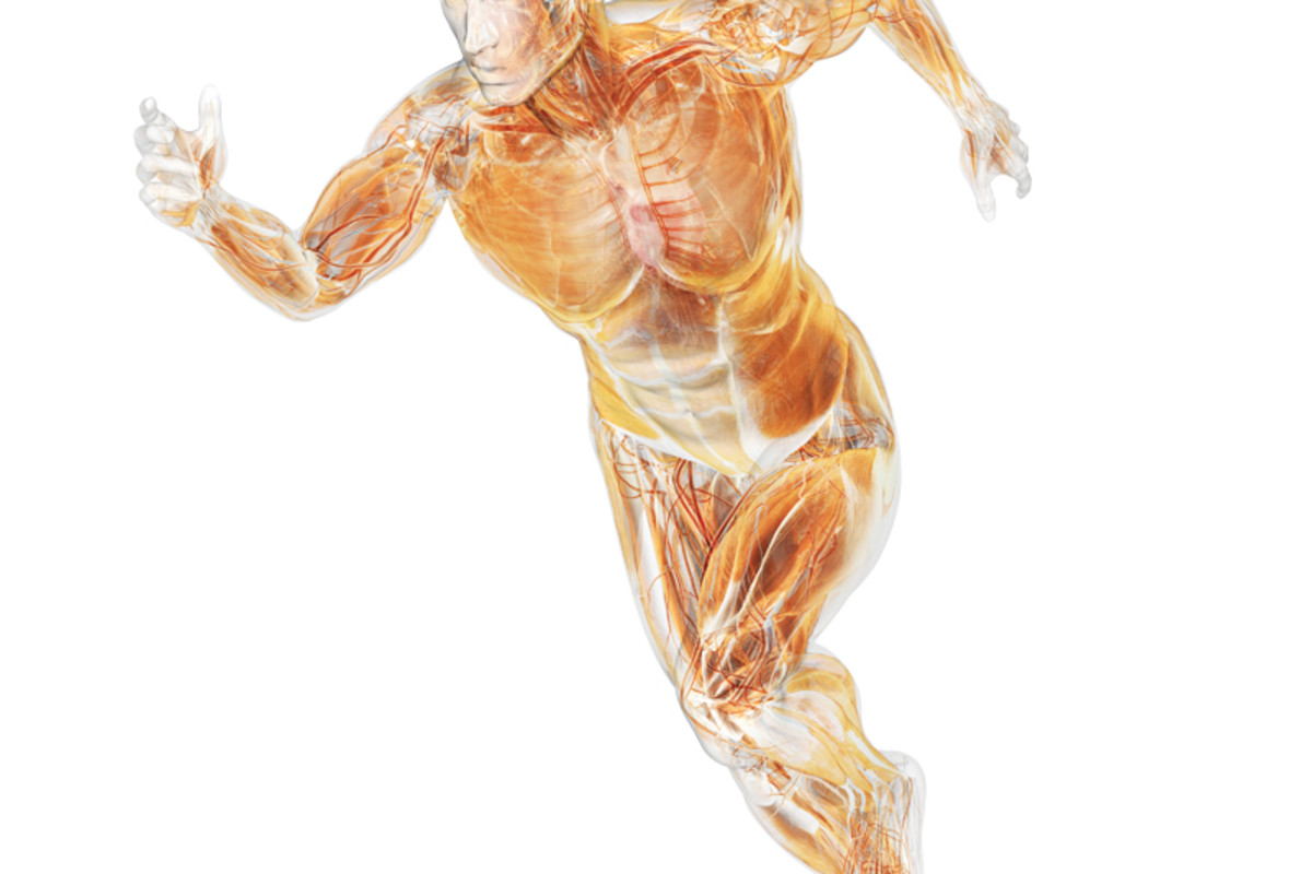 How Fast Can Humans Go? | Discover Magazine