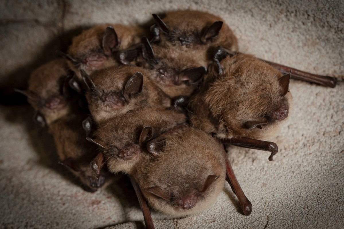 3 Ways Bats Conquer Cancer, and Why That Could Be Good News for Humans ...