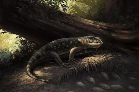 Newly Identified Monstersaur Lizard Had an Armored Skull and Walked ...