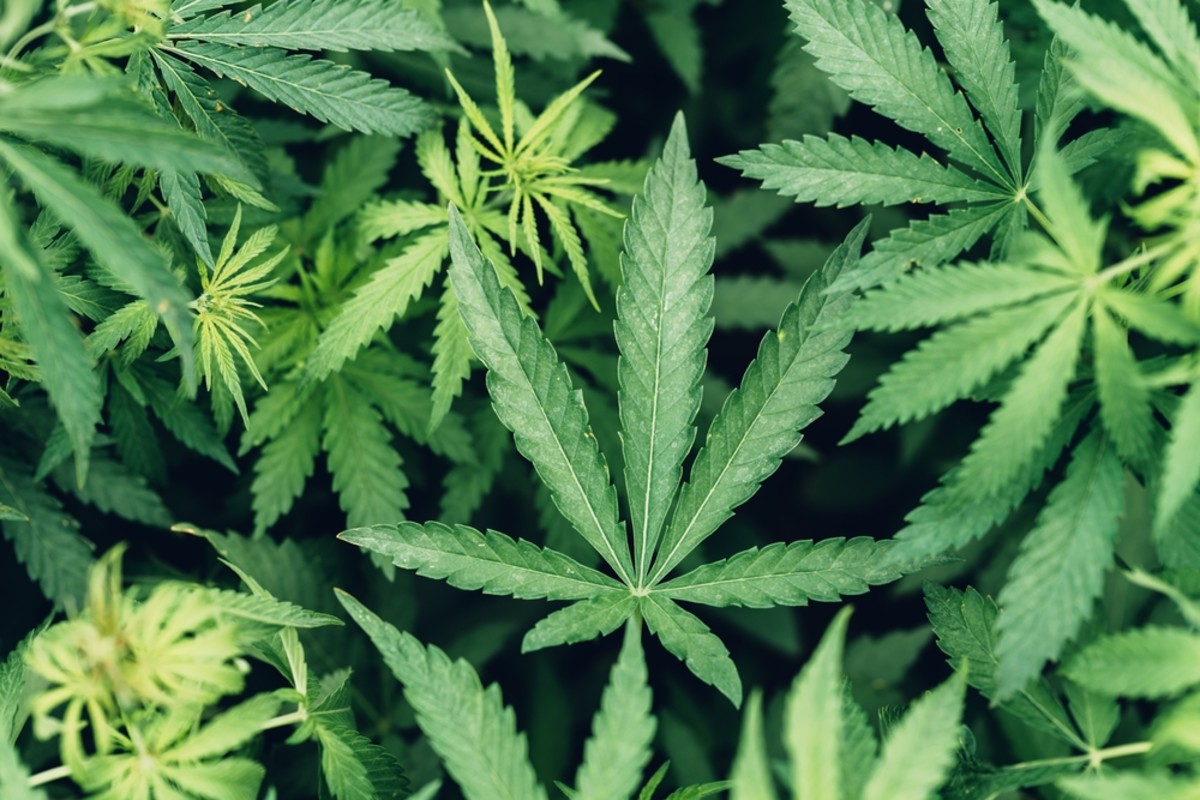 Cannabis Use Is Tied to a Substantially Higher Risk of Death From ...