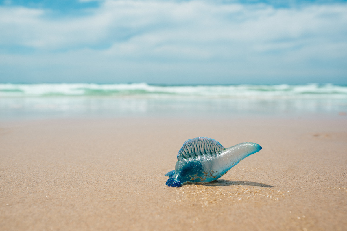 Bluebottles Are Beautiful to Look at, But Deadly to Touch — They're Also Four Different Species ...