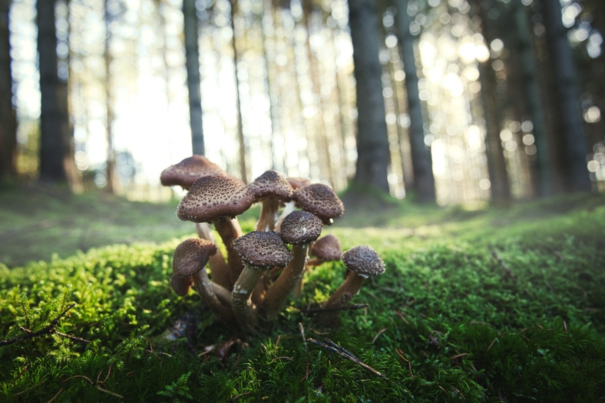 The World’s Largest Organism Is a 35,000-Ton Fungus – At Least, For Now ...