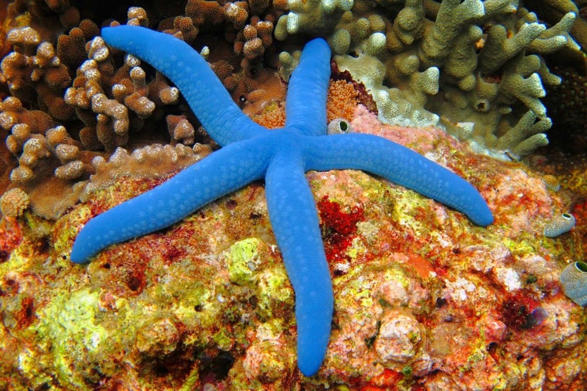 Discover How Starfish Gained Five Arms After Evolving From 500-Million ...