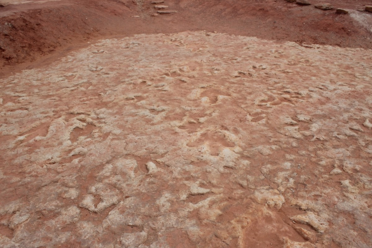 Theropod Dinosaurs Met to Dance, Mate, and Nest in Colorado About 100 ...