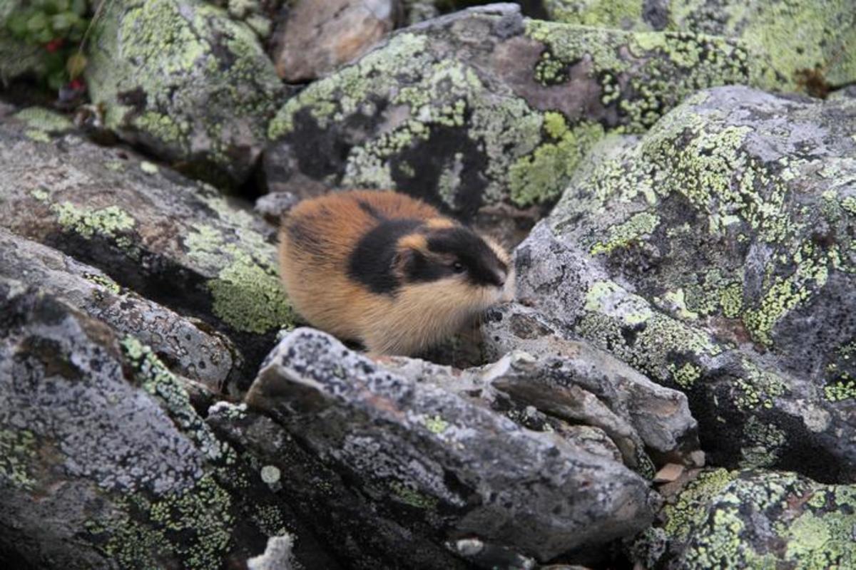 Norwegian Lemming Confirmed as One of the Newest Mammal Species on ...