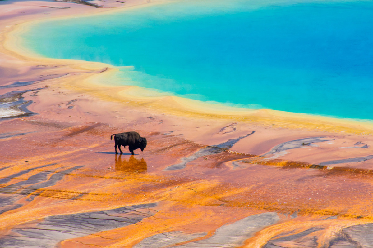 Yellowstone Bison Meets Tragic End at Hot Spring, Showing the Danger of ...