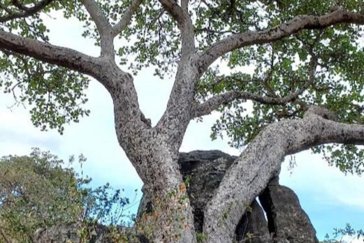 Some Fig Trees Can Turn CO2 Into Stone — A Hidden Talent That Could ...