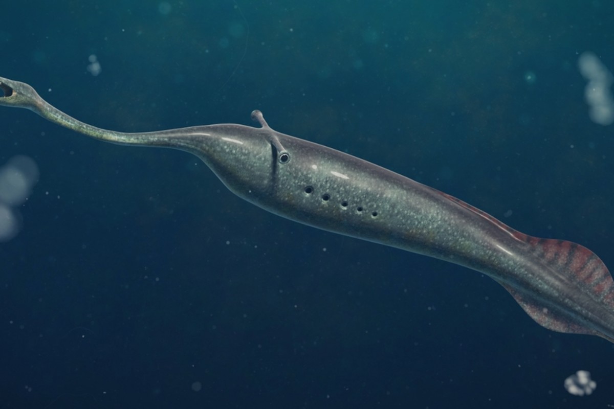 The Bizarre 300-Million-Year-Old Tully Monster — Why the Fossil Still Confuses Experts ...