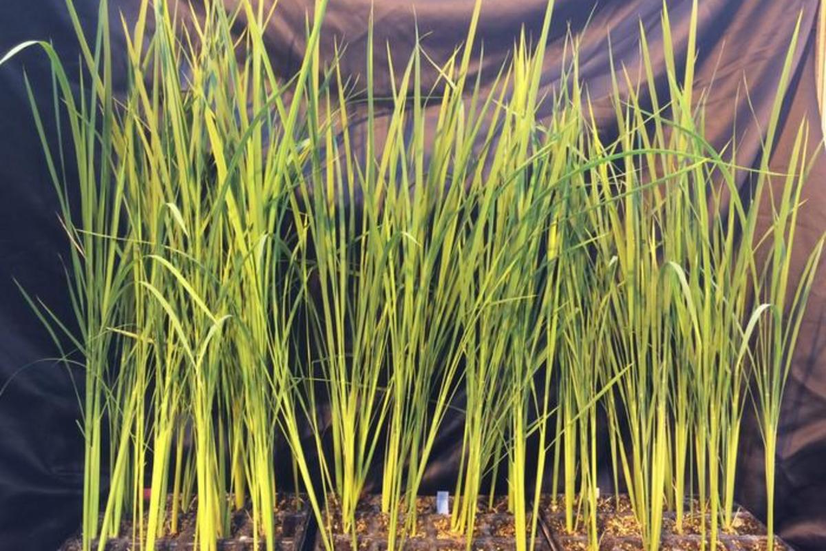 Moon-Rice Could Soon Sprout in Space, Adding a Fresh Ingredient to ...