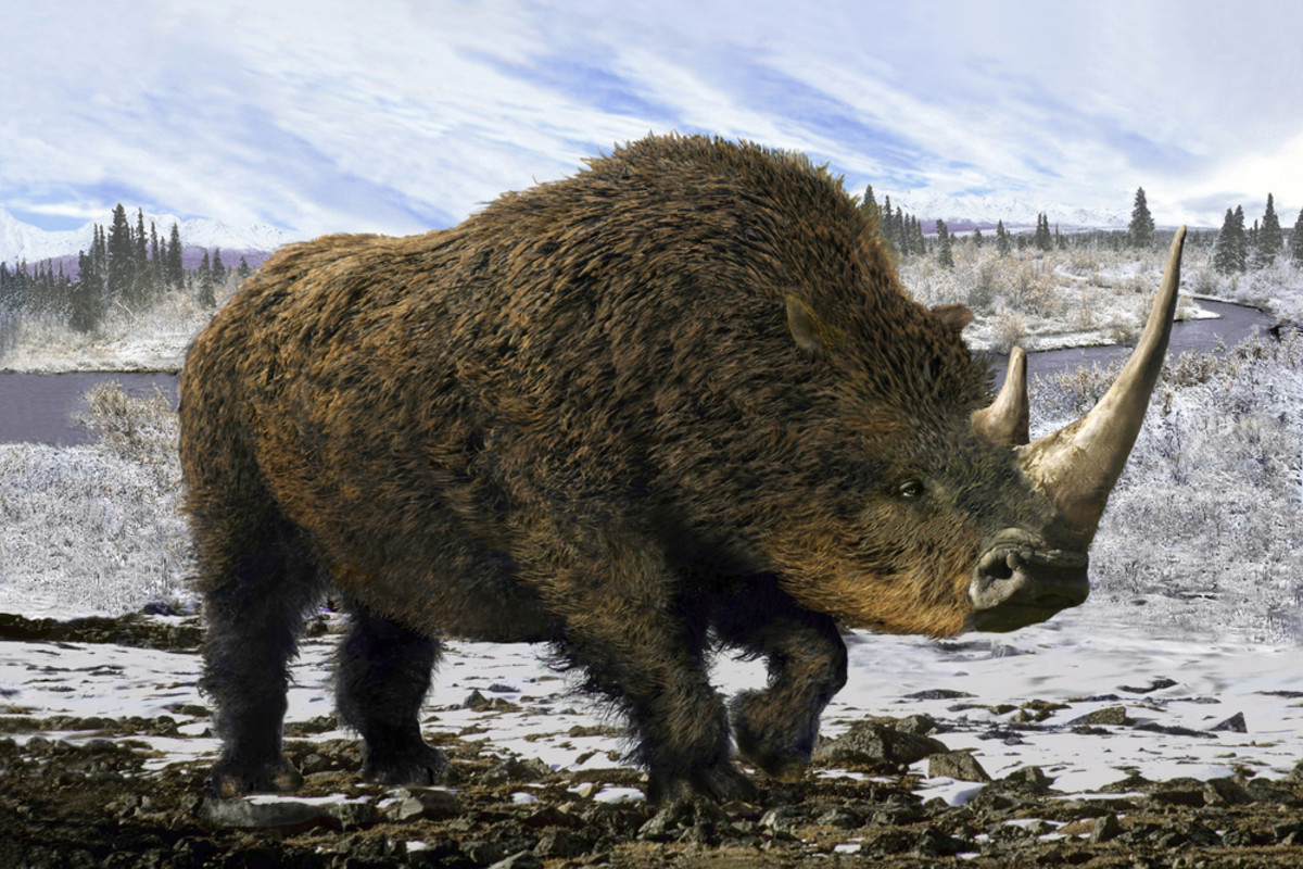 Protein Found in 20-Million-Year-Old Rhino Tooth is Oldest Ever ...