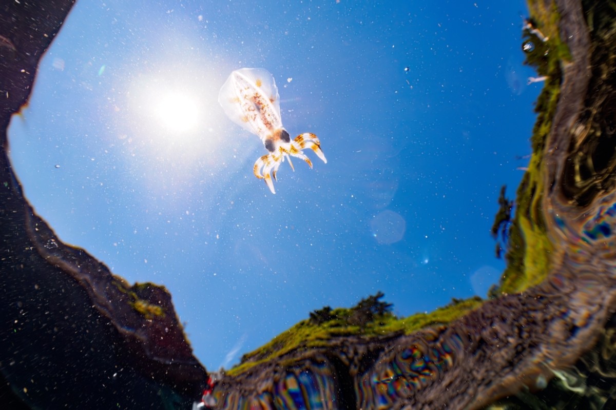 Some Baby Squids Can Go From Hatchling to Adult in Mere Hours ...