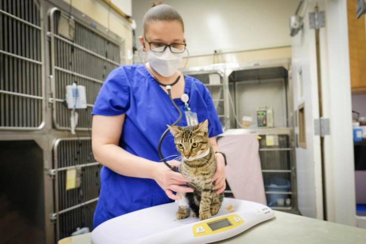 Treating a Viral Infection in Cats May Solve the Mystery of Long COVID ...
