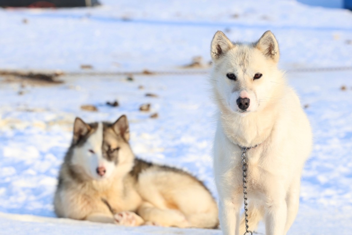 These Ancient Dogs Have Pulled Sleds in Greenland for Nearly 1,000 ...