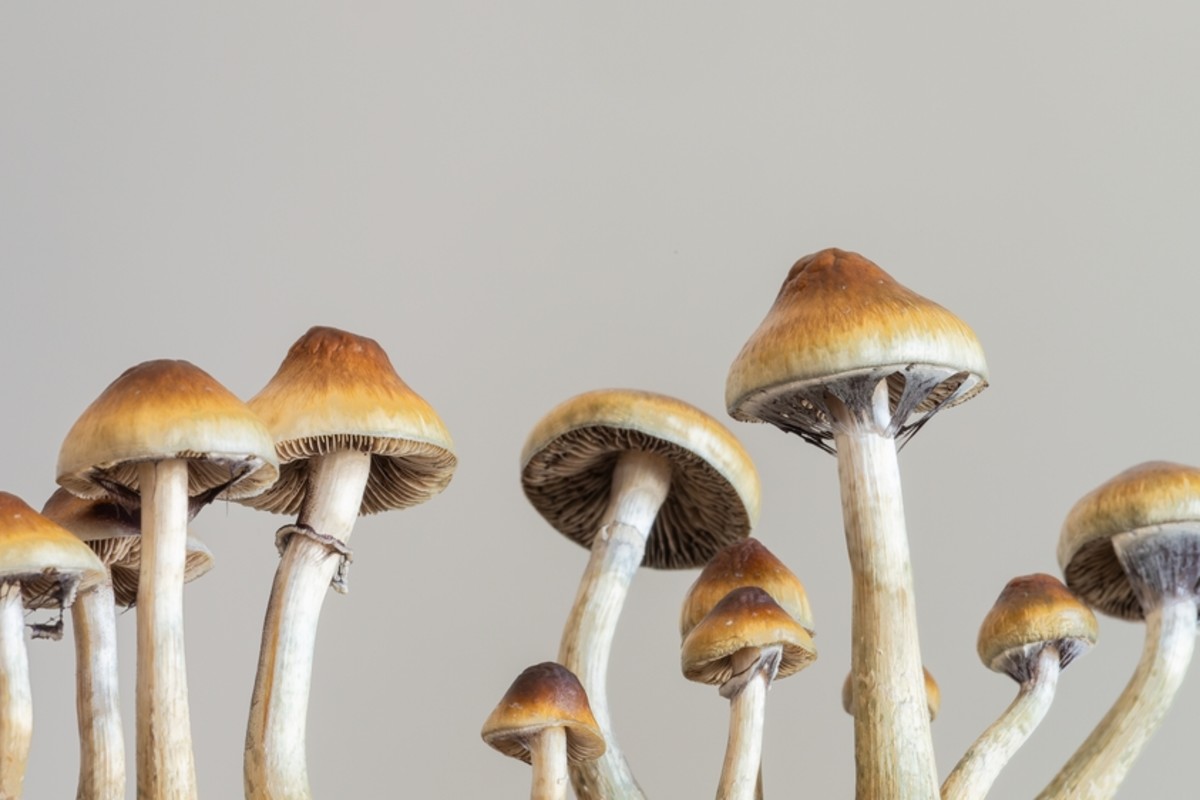 Magic Mushroom Compound Psilocybin May Have Anti-Aging Properties ...