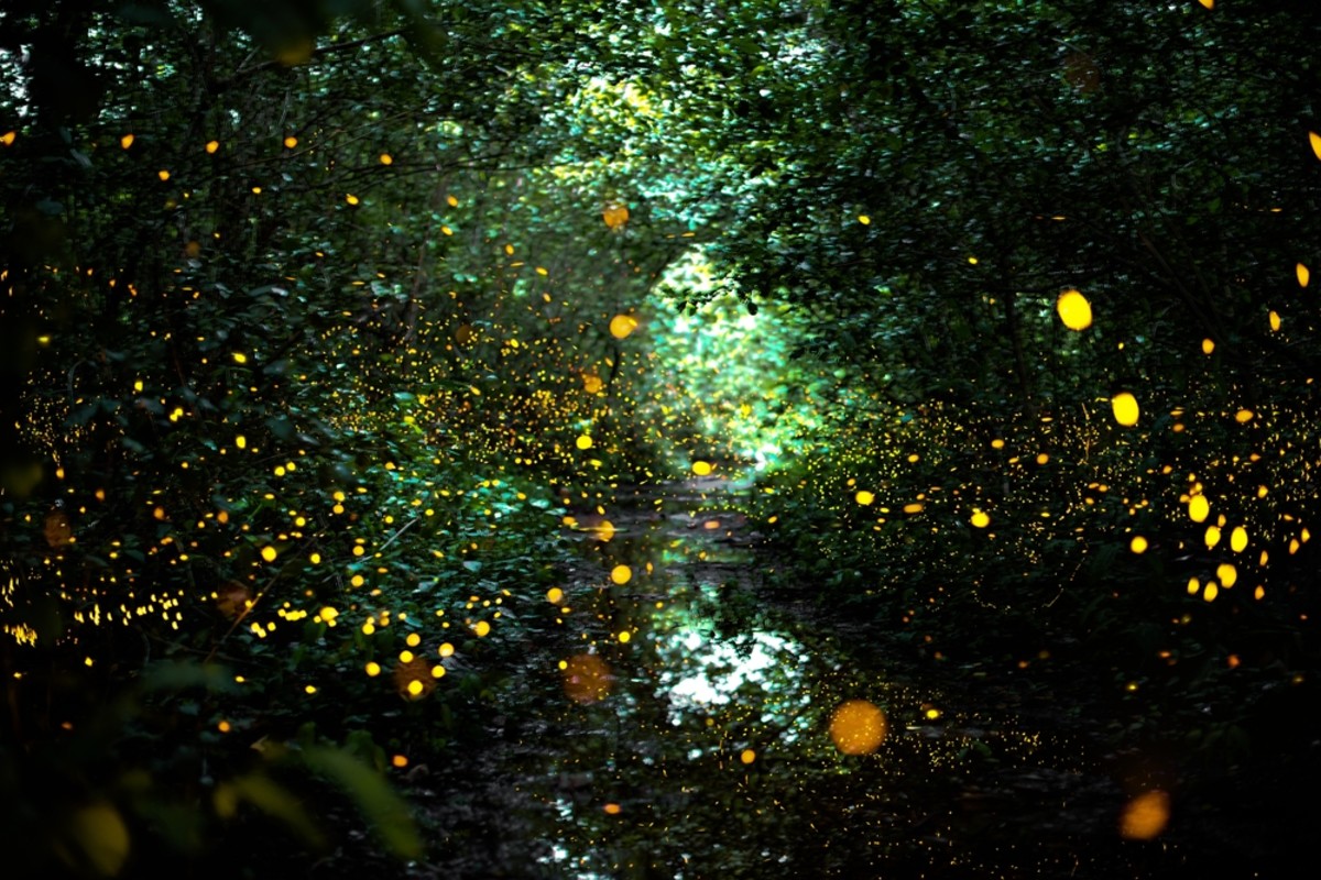 Flashing Light May Guide a Firefly to Mate, but Scent "Seals the Deal ...