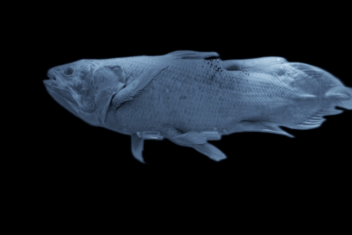 Living Fossils Like the Coelacanth Have Remained Unchanged for 400 ...