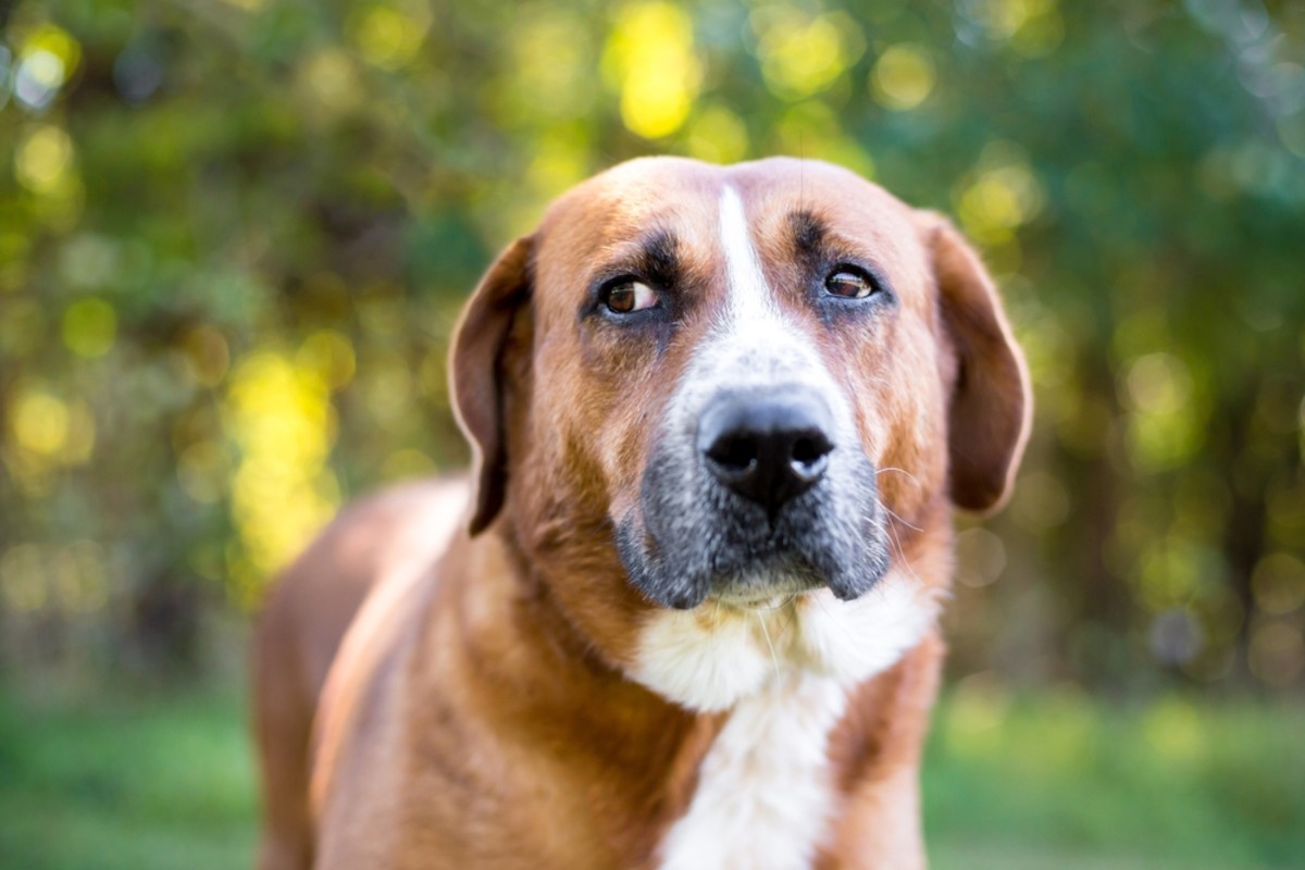 Is Your Dog Secretly Judging You? | Discover Magazine