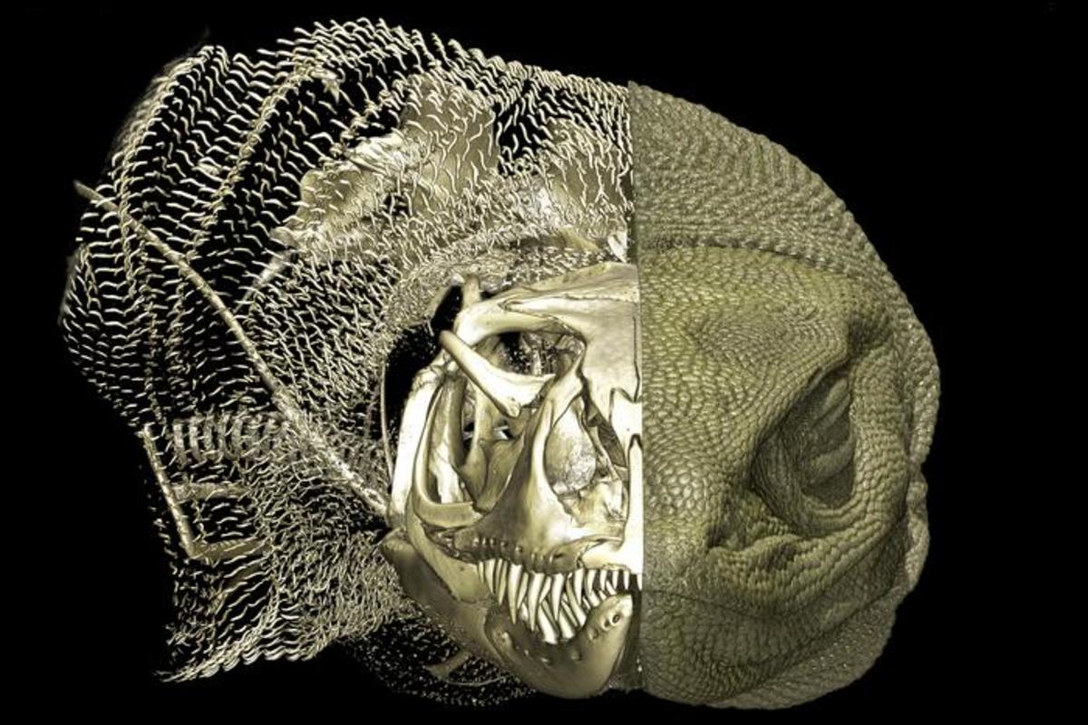 Monitor Lizards May Share the Same Mysterious Bone Structure With a ...