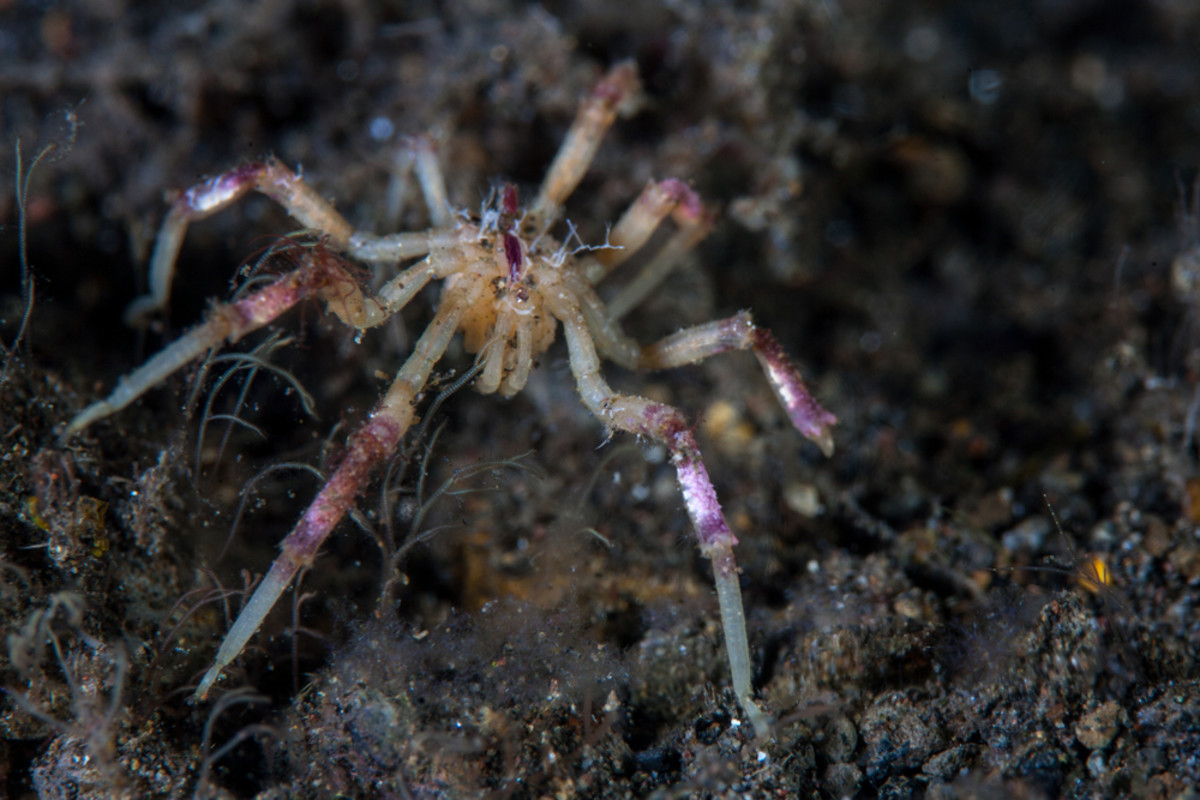 The First Arachnids May Have Emerged From the Ocean 500 Million Years ...