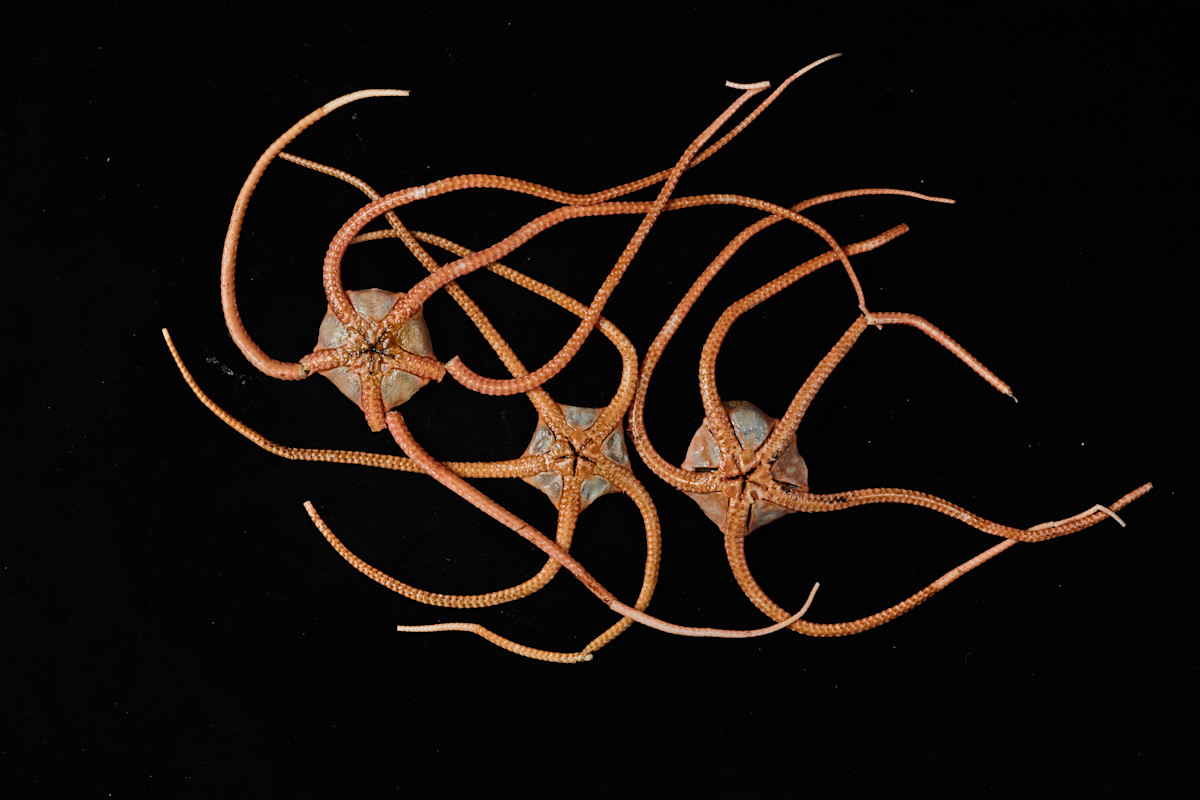 Spiky, Star-Shaped Creatures Show the Deep Sea Is a "Connected ...